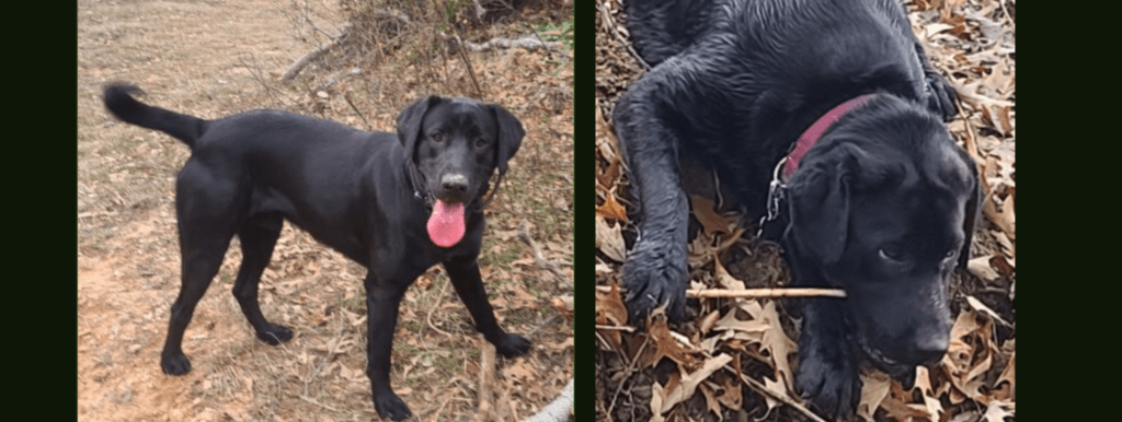 Labradors - Rustic Trails Texas LLC