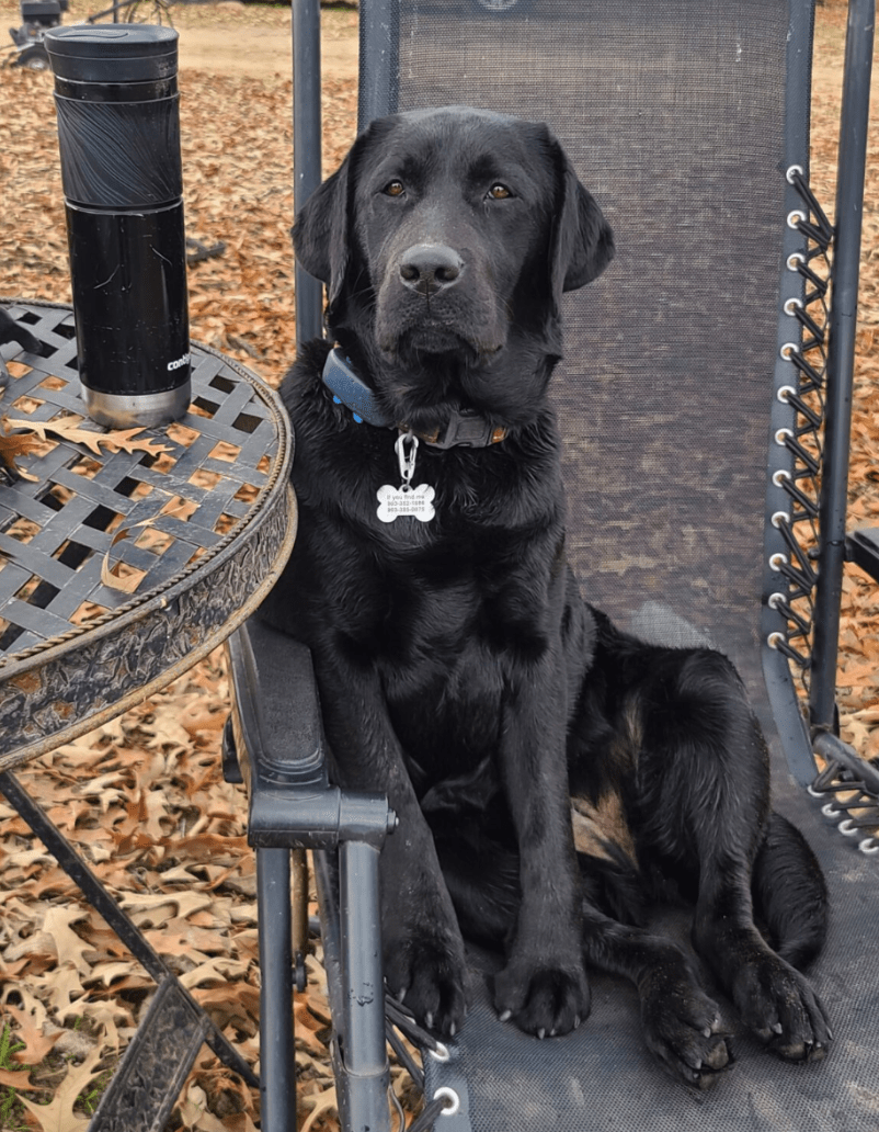 Labradors - Rustic Trails Texas LLC