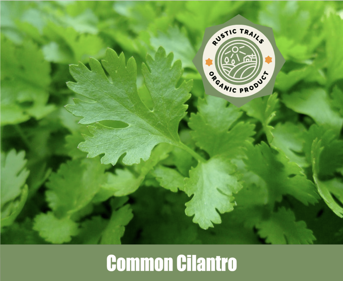 Common Cilantro - Rustic Trails Texas LLC