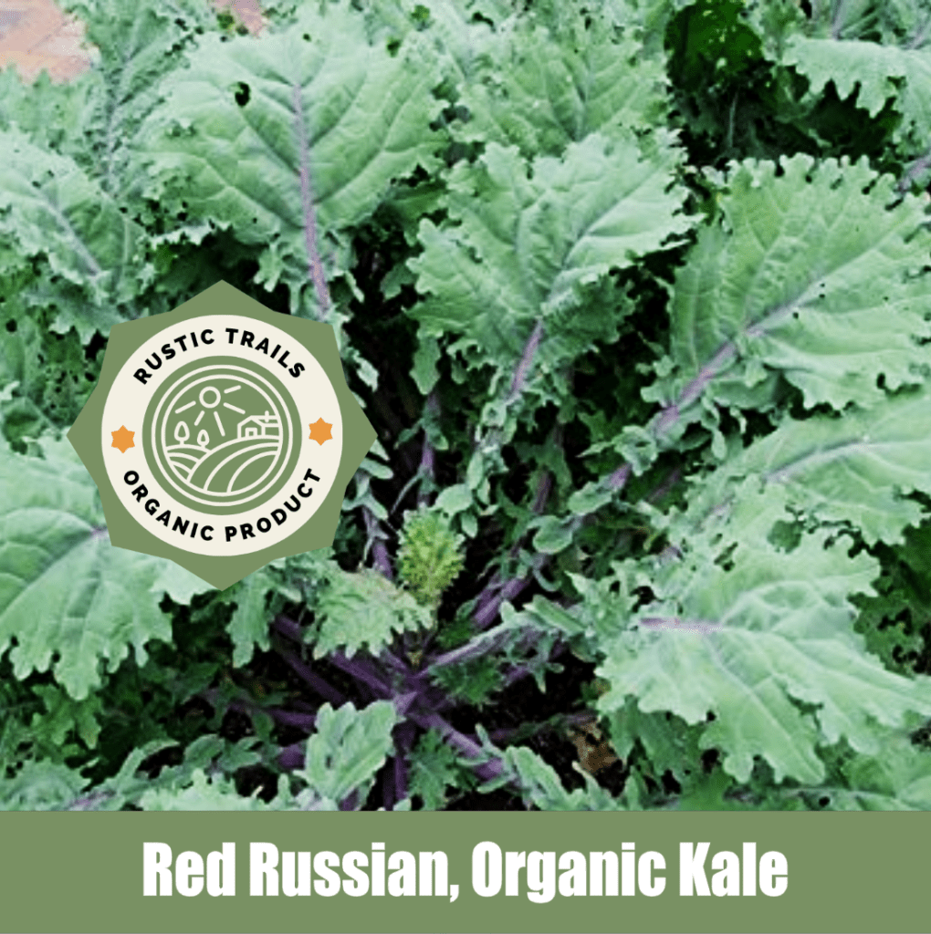 Red Russian Organic Kale - Rustic Trails Texas LLC
