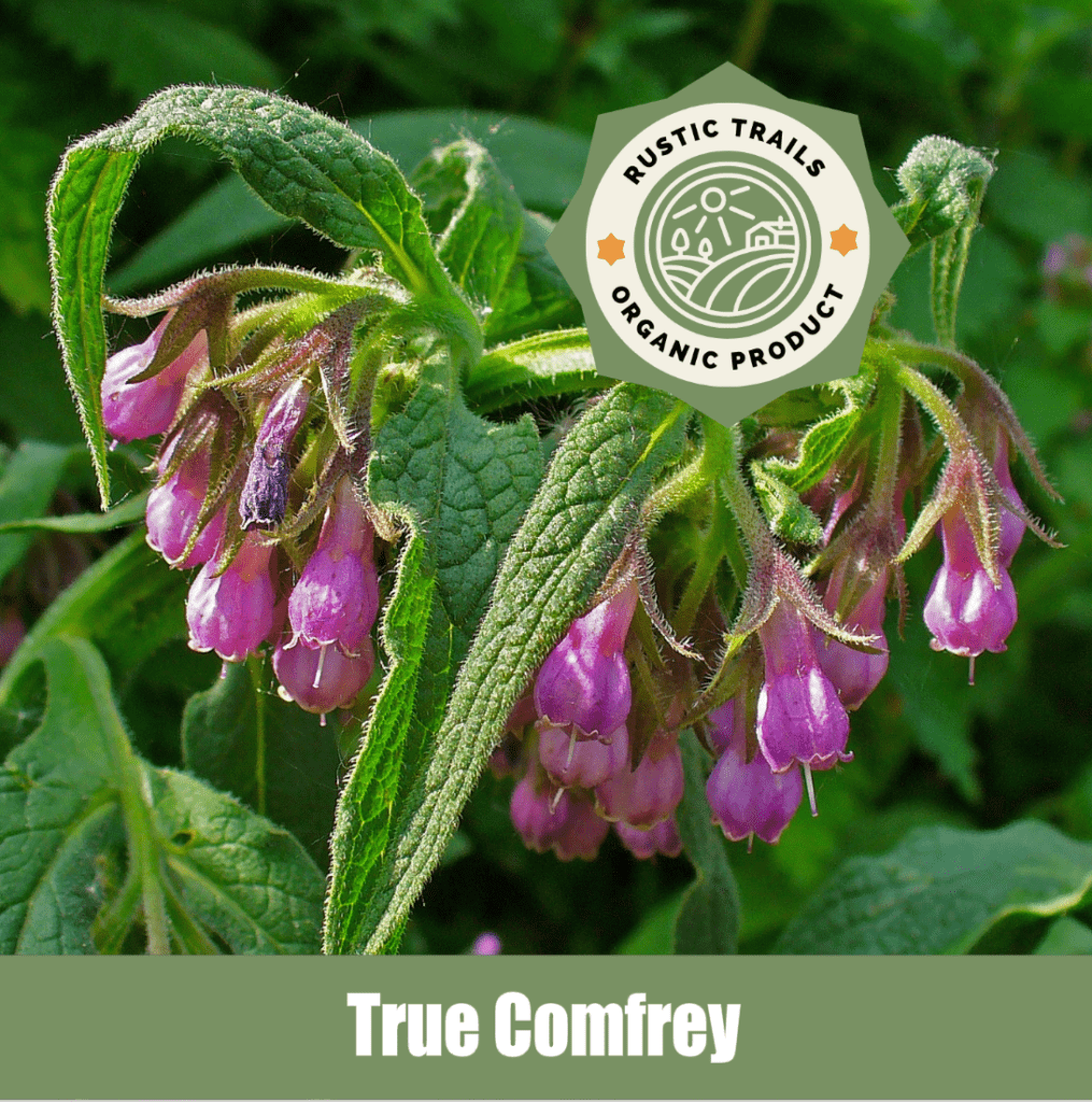 True Comfrey (Symphytum officinale) - Rustic Trails Texas LLC
