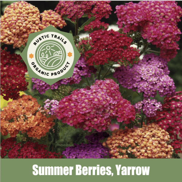 Summer Berries, Yarrow (Achillea millefolium) - Rustic Trails Texas LLC