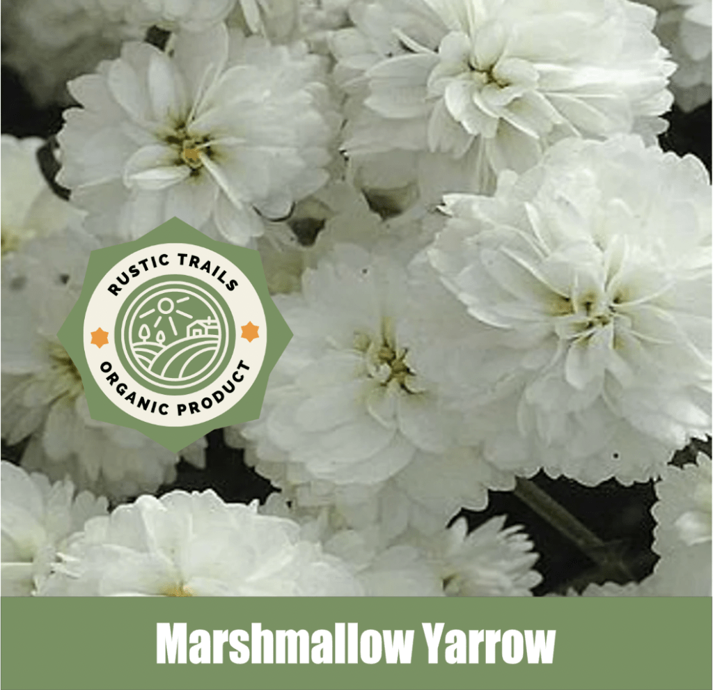 Marshmallow Yarrow (Achillea millefolium) - Rustic Trails Texas LLC