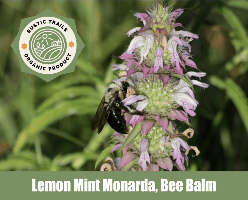 Lemon Mint Monarda, Bee Balm, Horsemint - Rustic Trails Texas LLC