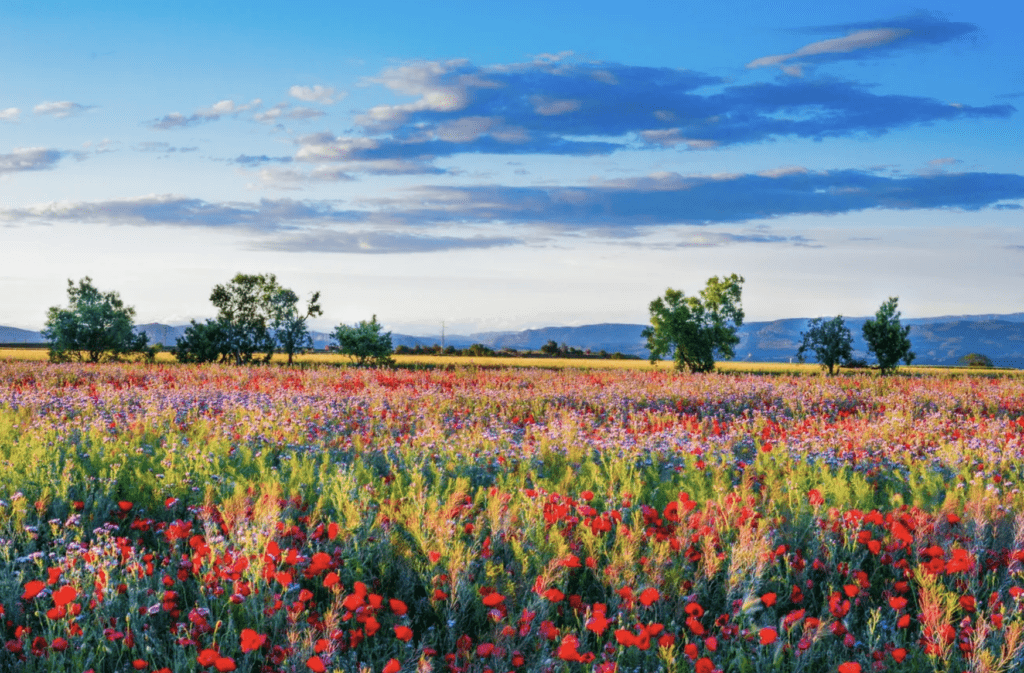 Flowers - Rustic Trails Texas LLC