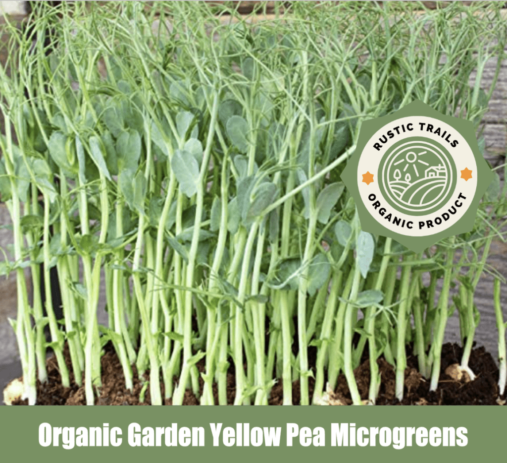 Speckled Pea Microgreens and Sprouts - rustictrails.net