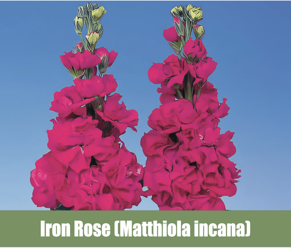Iron Rose (Matthiola incana) - Rustic Trails Texas LLC