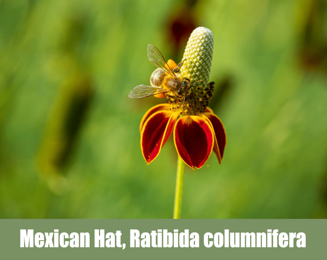 Mexican Hat, Ratibida columnifera - Rustic Trails Texas LLC