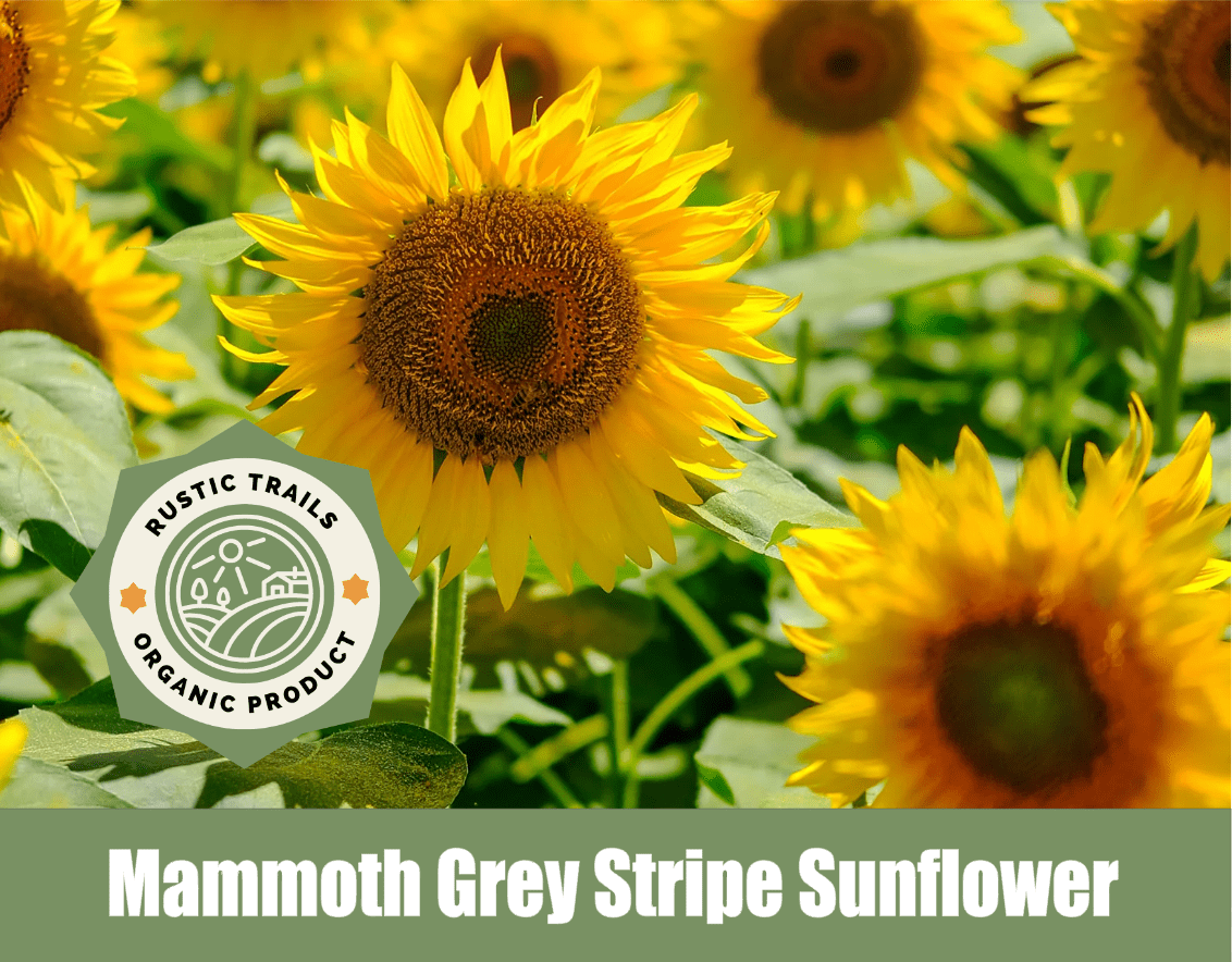 Mammoth Grey Stripe Sunflower (Helianthus annuus) - Rustic Trails Texas LLC