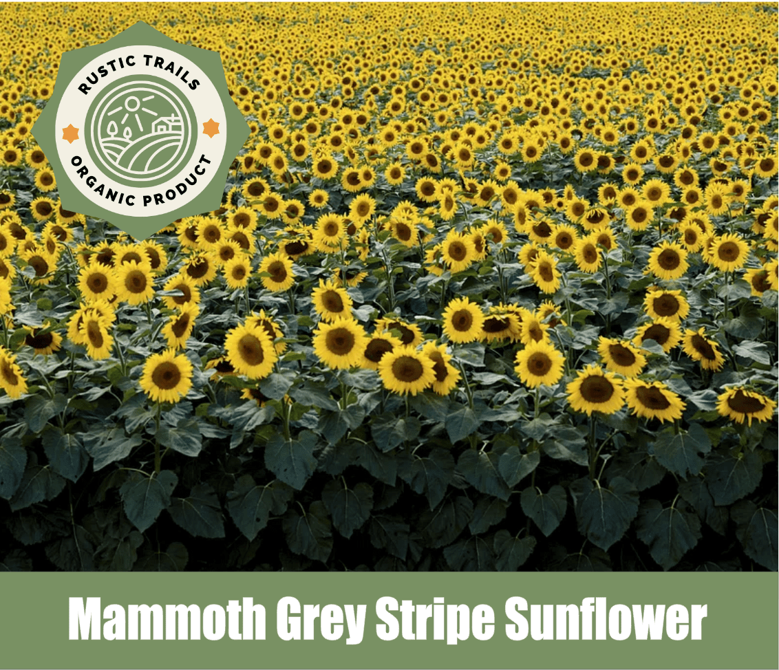 Mammoth Grey Stripe Sunflower (Helianthus annuus) - Rustic Trails Texas LLC