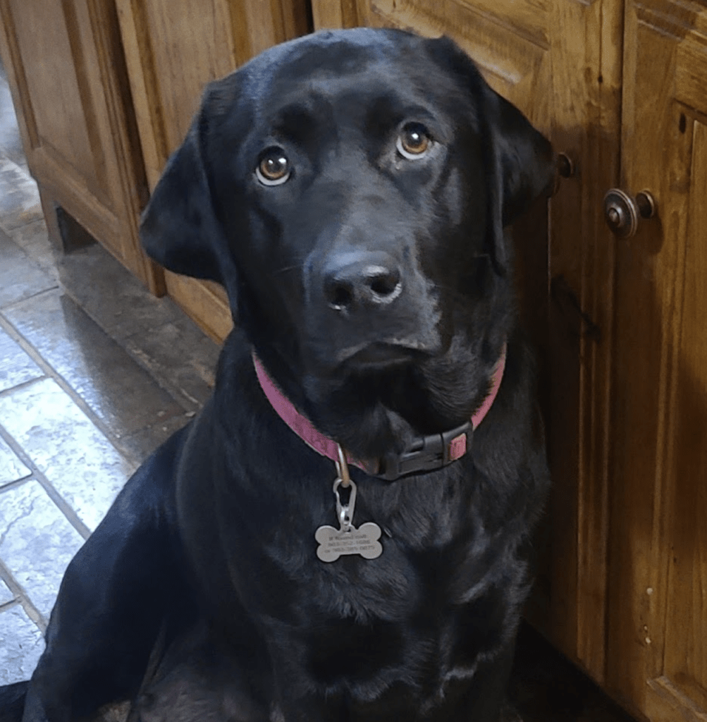 Labradors - Rustic Trails Texas LLC