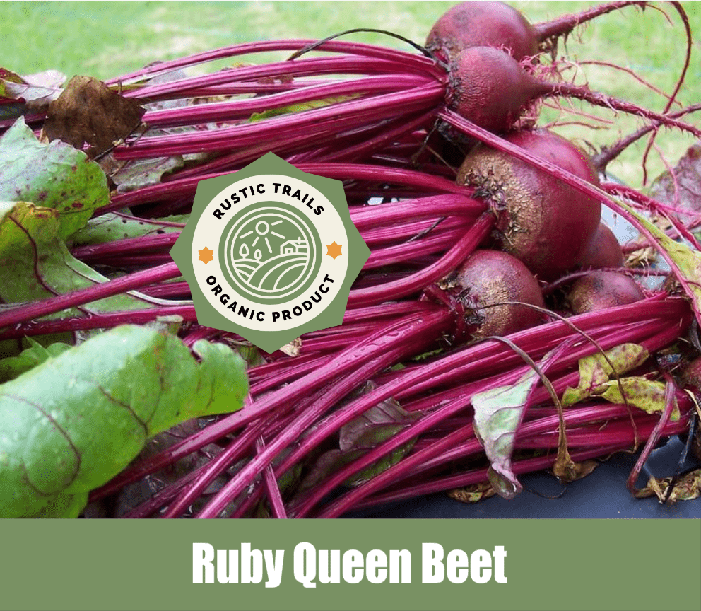 Ruby Queen Beet (Beta vulgaris var. rubra) - Rustic Trails Texas LLC