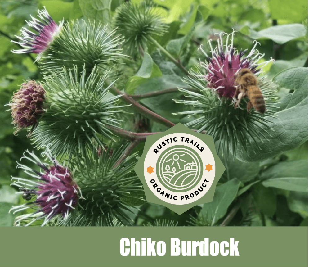 Chiko Burdock, Arctium lappa - Rustic Trails Texas LLC