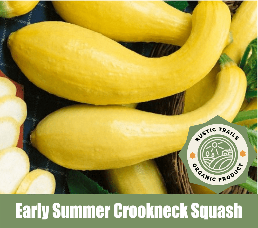 Early Summer Crookneck Squash, Cucurbita pepo - Rustic Trails Texas LLC