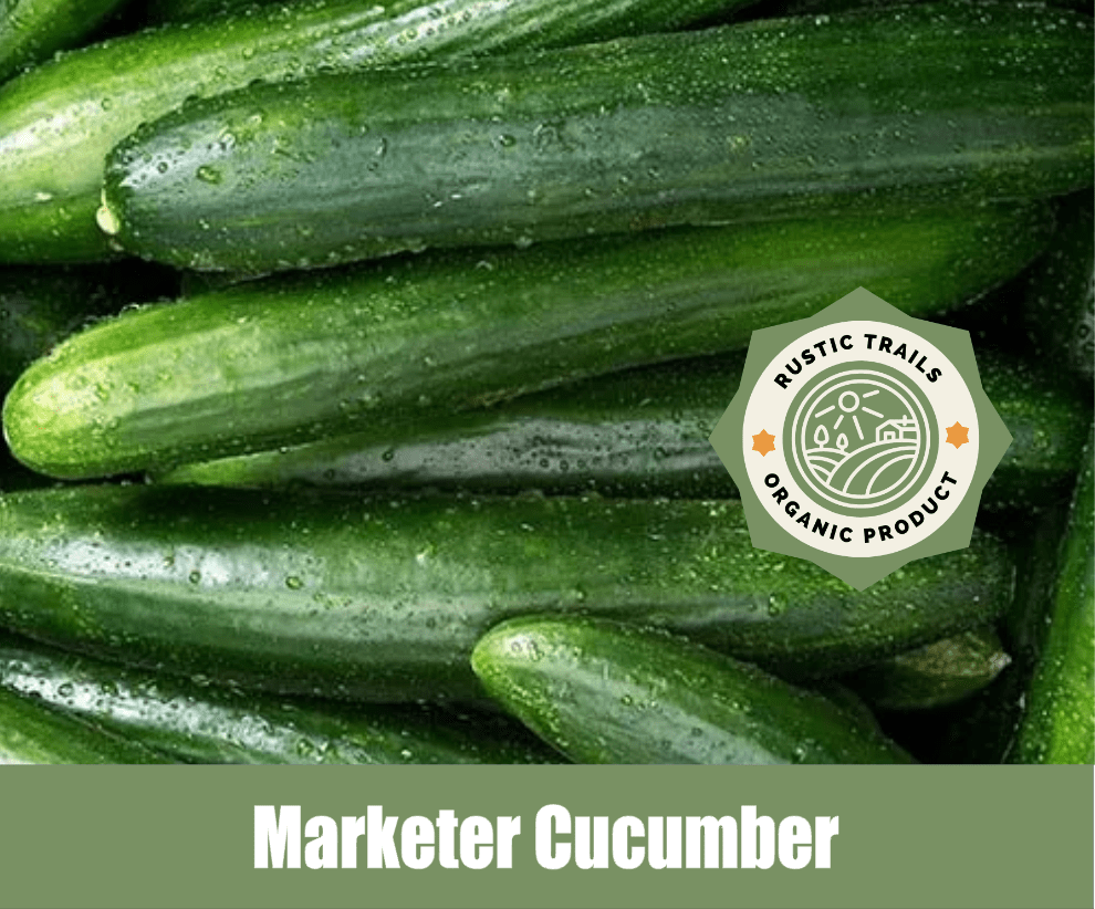 Marketer Cucumber, Cucumis sativus 'Marketer' - Rustic Trails Texas LLC