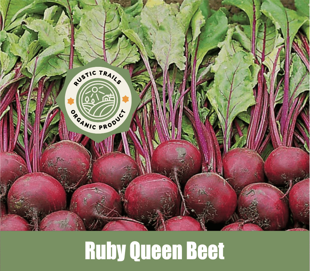 Ruby Queen Beet (Beta vulgaris var. rubra) - Rustic Trails Texas LLC