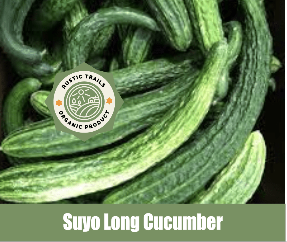 Suyo Long Cucumber, Cucumis sativus - Rustic Trails Texas LLC