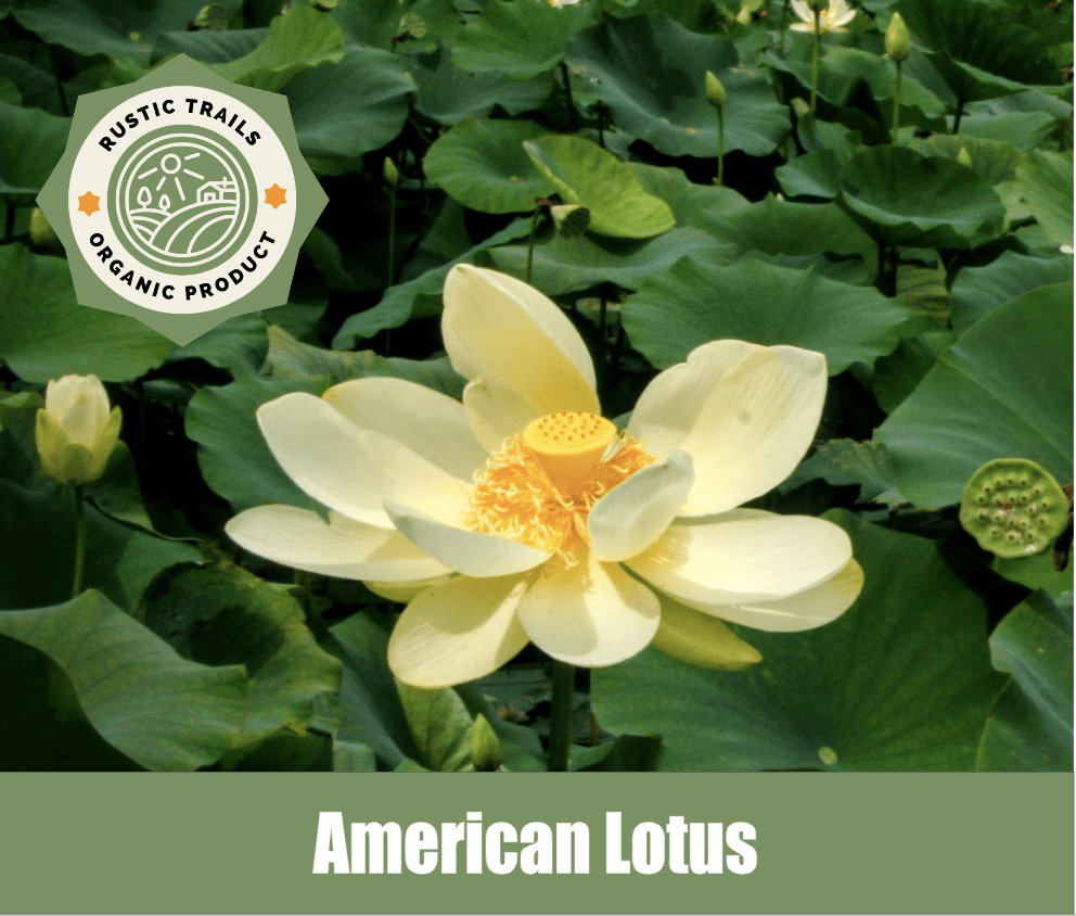 American Lotus (Nelumbo lutea) - Rustic Trails Texas LLC