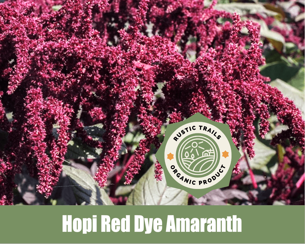 Hopi Red Dye Amaranth, Amaranthus cruentus - Rustic Trails Texas LLC