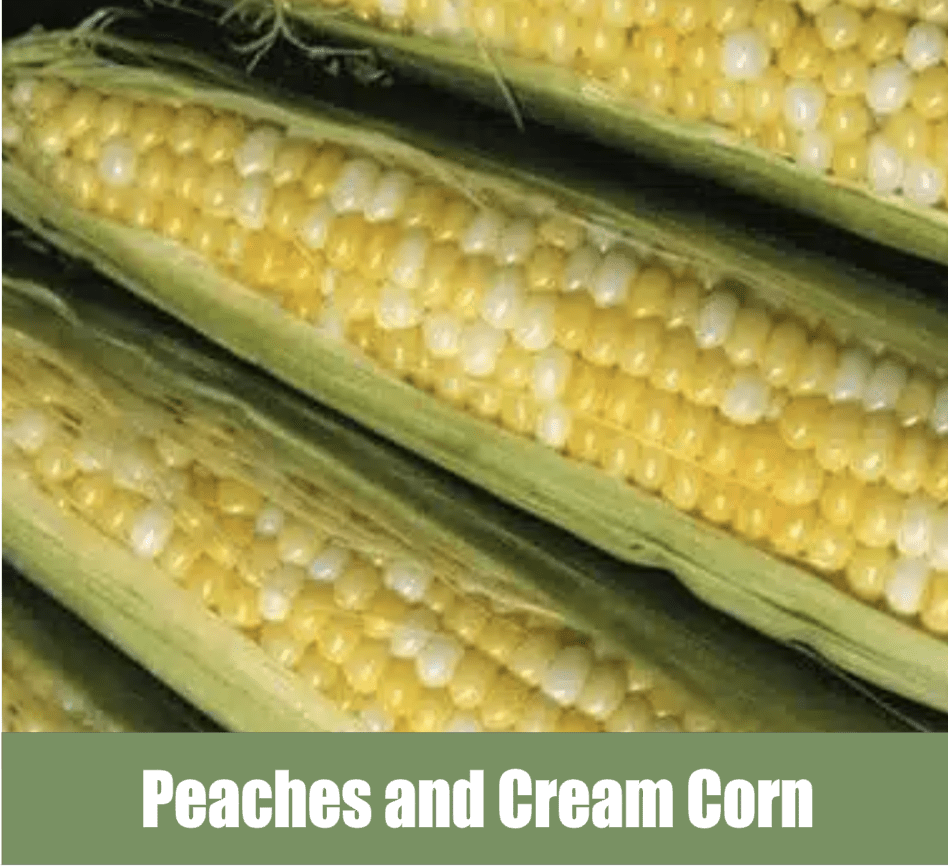 Peaches and Cream Corn, Zea mays var. rugosa - Rustic Trails Texas LLC