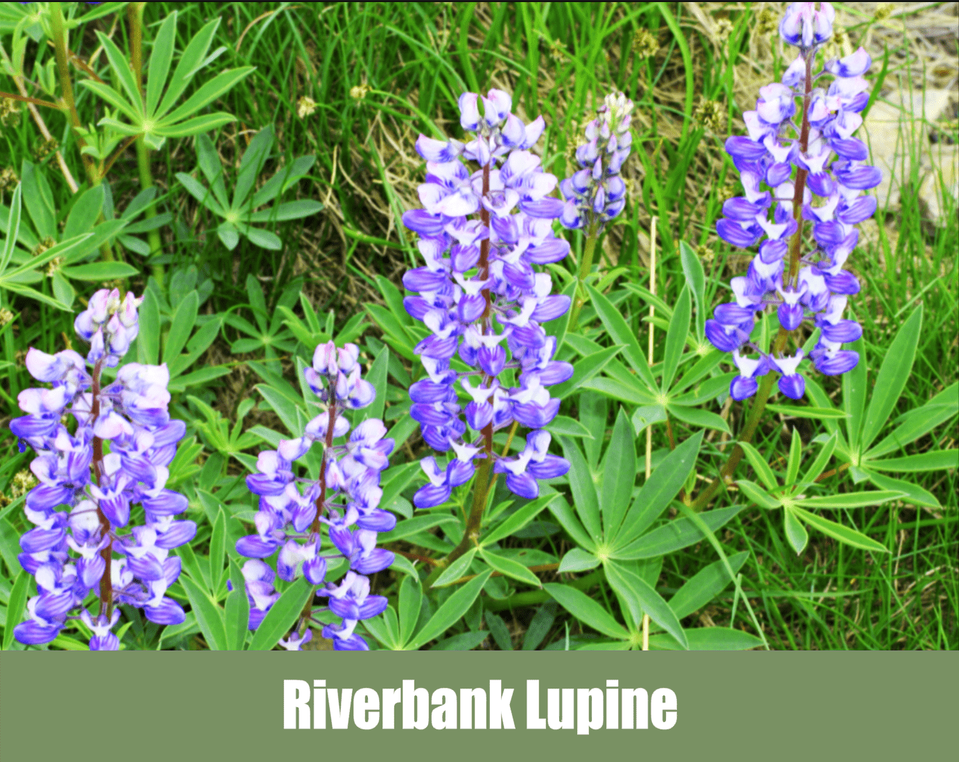 Riverbank Lupine, Lupinus rivularis - Rustic Trails Texas LLC