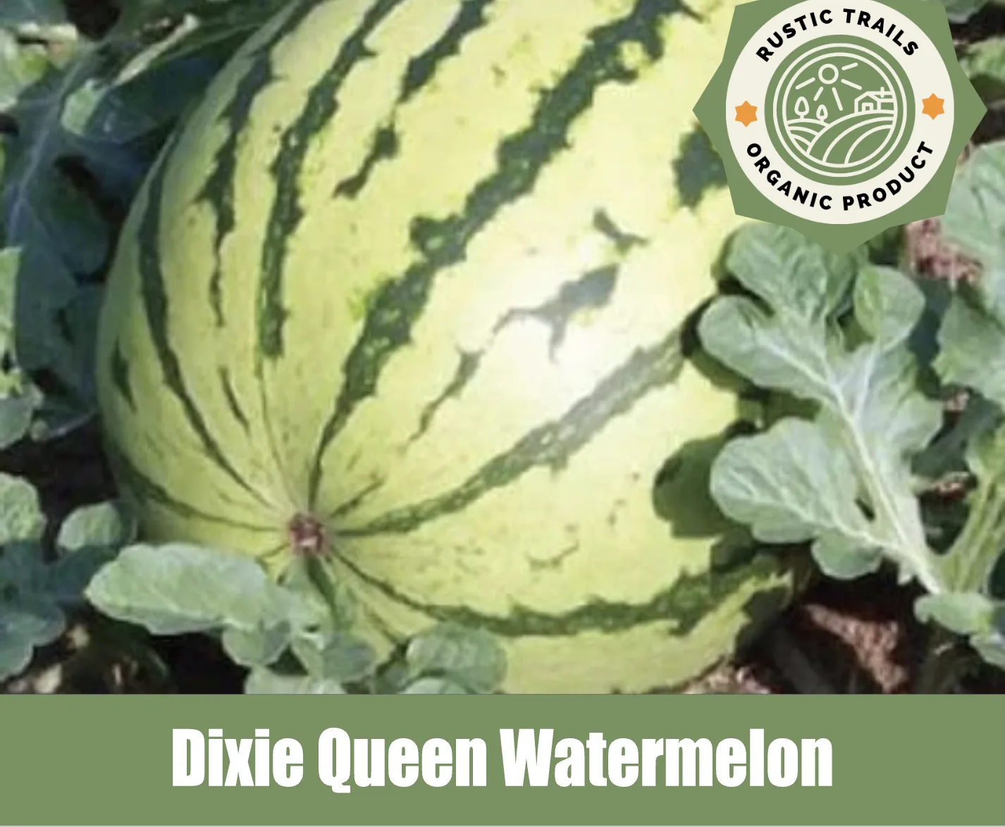 Dixie Queen Organic Watermelon - Rustic Trails Texas LLC